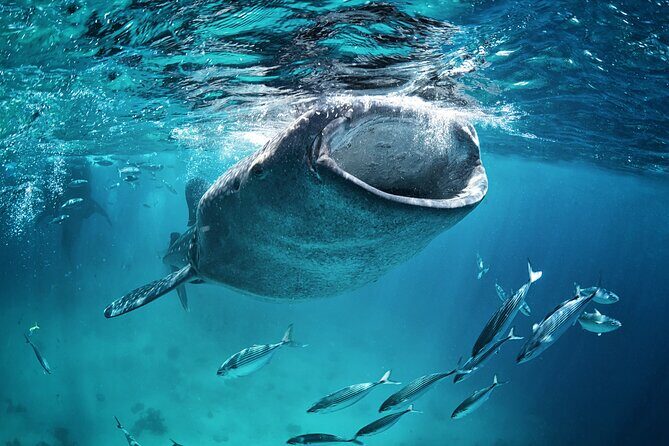 La Paz Whale Shark Snorkeling Tour and Lunch From Los Cabos - FAQs About the La Paz Whale Shark Snorkeling Tour