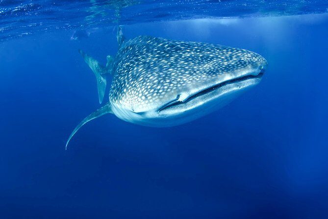 La Paz Whale Shark Snorkeling Tour and Lunch From Los Cabos - Final Thoughts