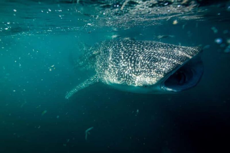 La Paz: Whale Shark Snorkeling Tour - Key Points