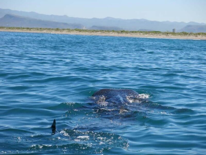 La Paz: Whale Shark Snorkeling Tour - FAQs