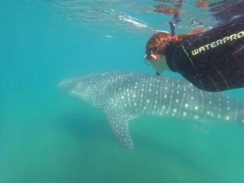 La Paz: Whale Shark Swimming Adventure with Marine Biologist - The Value and Practicalities