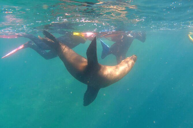 La Paz Wildlife Ocean Safari & Beach Club Leisure in La Ventana - A Detailed Look at the La Paz Wildlife Ocean Safari
