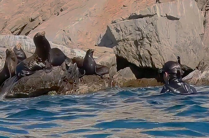 La Paz Wildlife Ocean Safari & Beach Club Leisure in La Ventana - FAQs