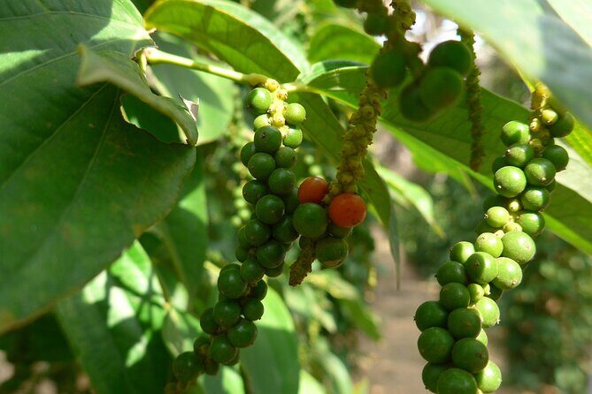 La Plantation tour (discovering Kampot Pepper) + Lunch - Exploring La Plantation: A Tasty Journey into Kampot Pepper and Local Flavors