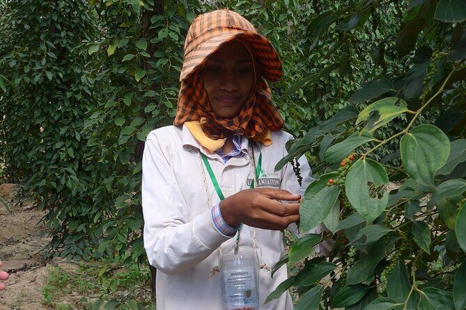 La Plantation tour (discovering Kampot Pepper) + Lunch - Key Points