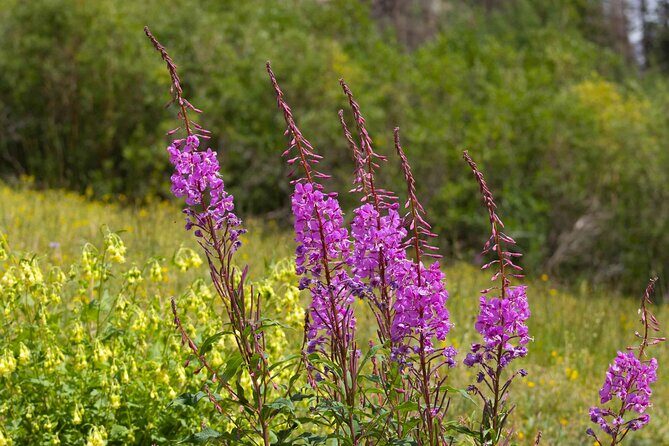 La Plata Canyon Jeep Tour in Colorado - FAQs