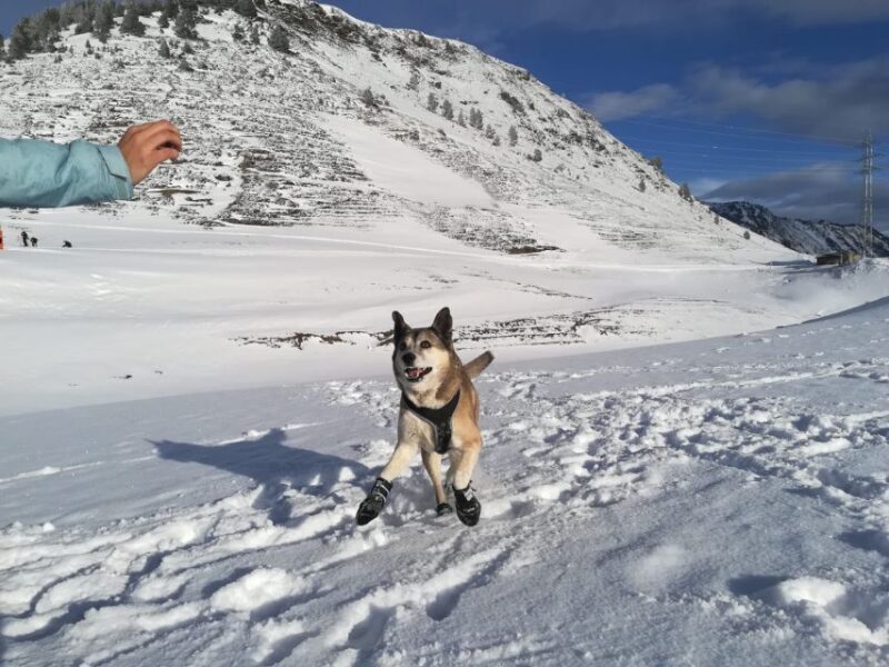 La Raya: Fuentes de Invierno Snowshoe Walk - An In-Depth Look at the Snowshoe Adventure