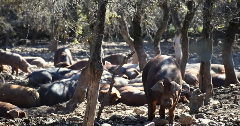 La Rioja: Jamon Iberico Farm Tour and Tasting with Wine - FAQ