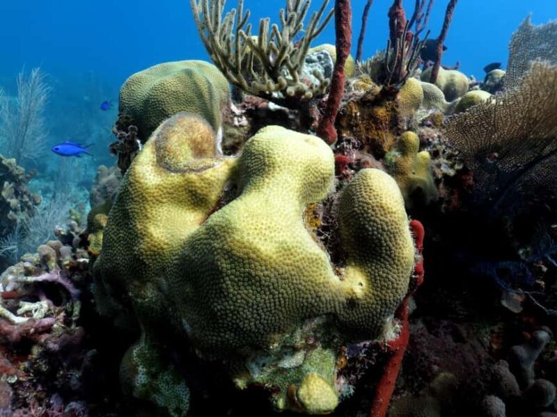 La Romana: Catalina Island for Mein Schiff Cruise Passengers - Who Would Love This Tour?