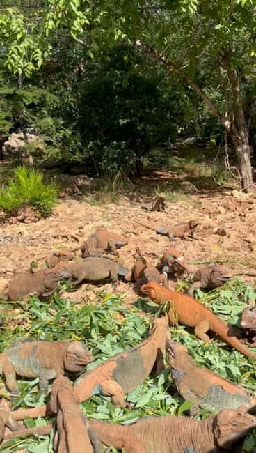 La Romana Half-Day Small Group Tour: Cave, Maze & Culture - How the day unfolds: An itinerary overview