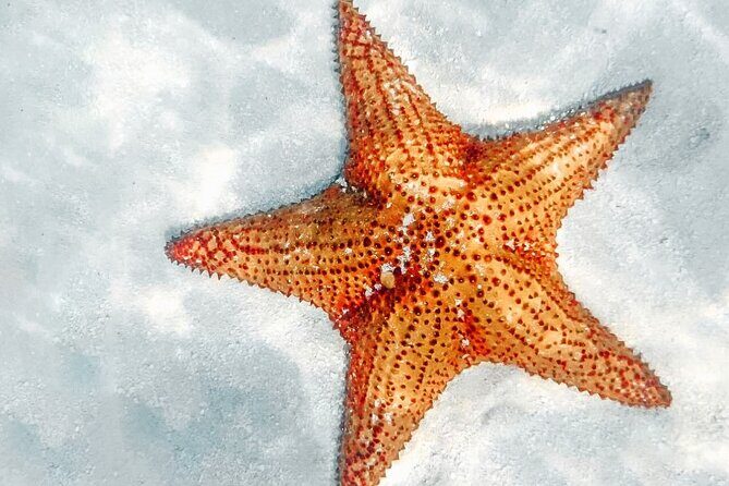 La Romana: Saona Crusoe VIP - Kreuzfahrtgäste - Who Is This Tour Best For?