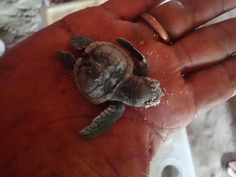 La Romana: Saona Island Boat Tour with Lunch - A Practical Guide to the Saona Island Boat Tour