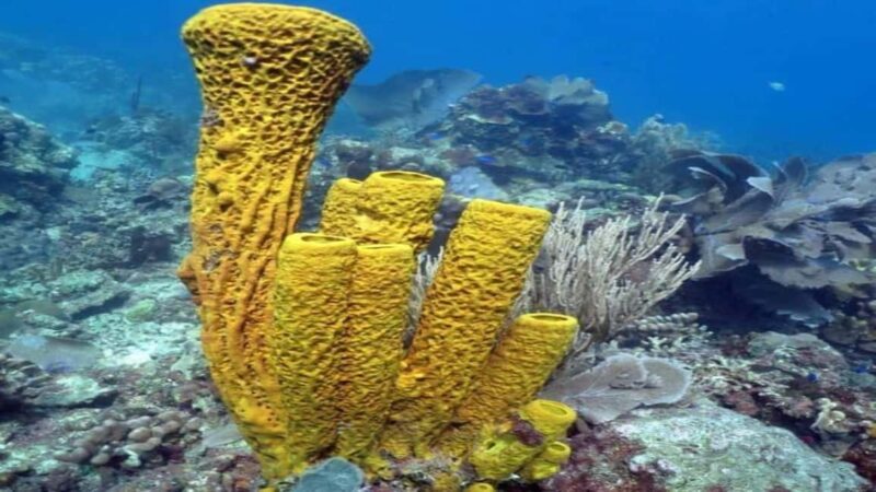 La Romana: Saona Island Tour with Lunch for Mein Schiff - FAQ