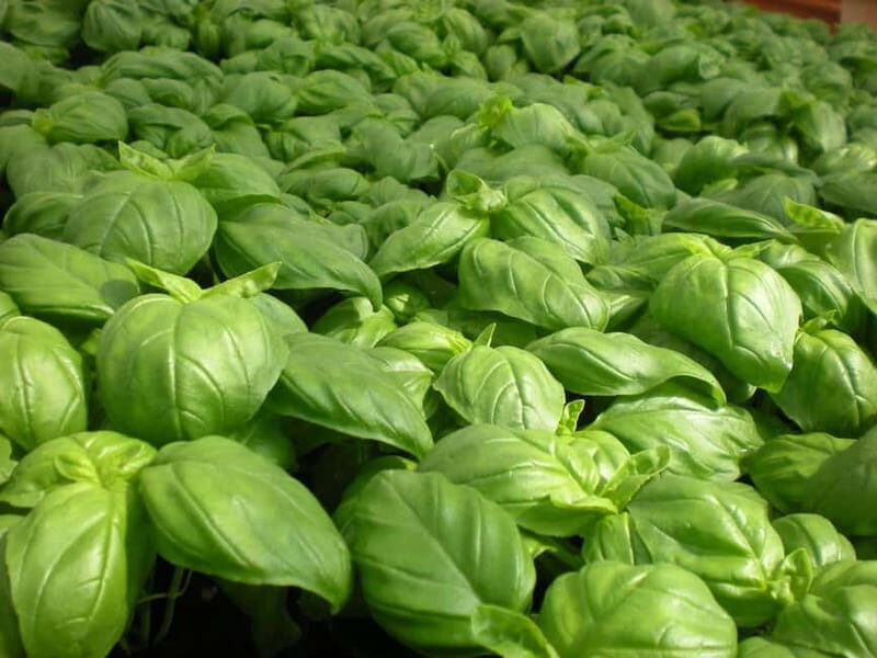 La Spezia: Pesto Making Class with Focaccia and Drink - Key Points