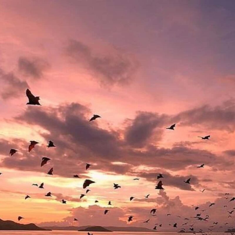 Labuan Bajo Explore 3 Destination (Kelor, Manjarite, Kalong) - Final Thoughts