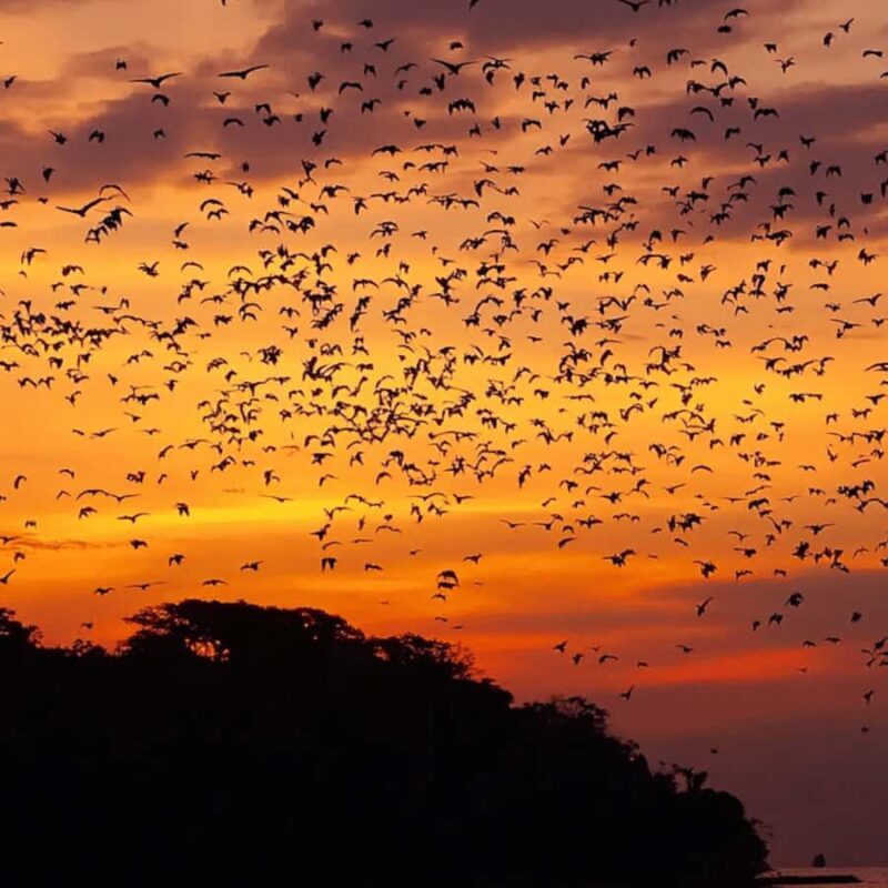 Labuan Bajo : Explore Kalong Island, Kelor & Manjarite - The Itinerary: What to Expect and Why It Matters