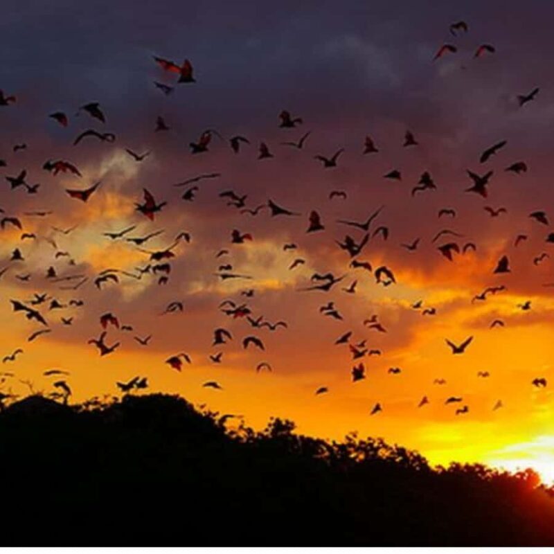 Labuan Bajo : Explore Kalong Island, Kelor & Manjarite - Final Thoughts: Who Should Book This Tour?