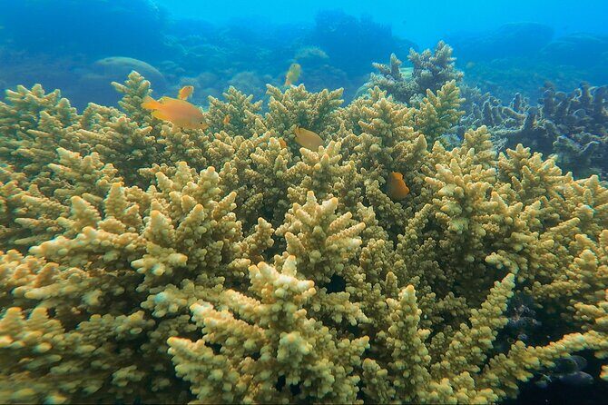 Labuan Bajo - Komodo multi day tour Using Luxury Pinishi Boat - FAQs