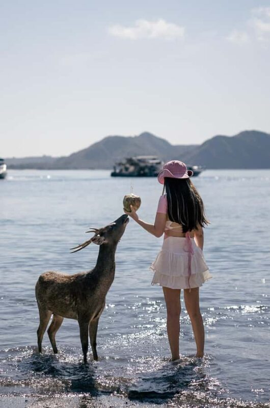 Labuan Bajo: Komodo Private and Shared Speedboat Day Trip - The Sum Up