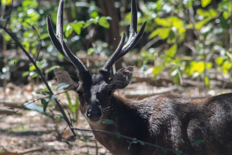 LABUAN BAJO: Komodo Shared Tour With Speed Boat - Key Points