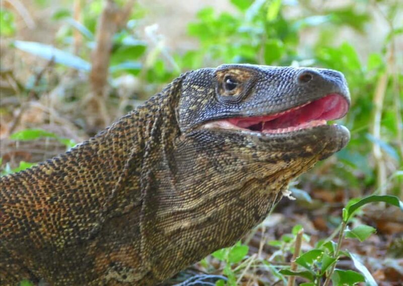 Labuan Bajo: One Day Tour to Explore Komodo National Park - Transportation & Group Size: Why It Matters
