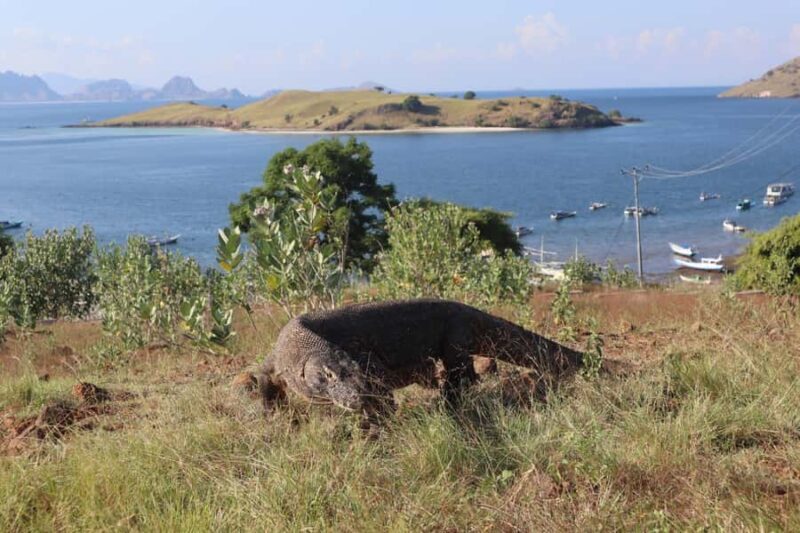 Labuan Bajo: One Day Tour to Explore Komodo National Park - Food and Amenities: What’s Included?