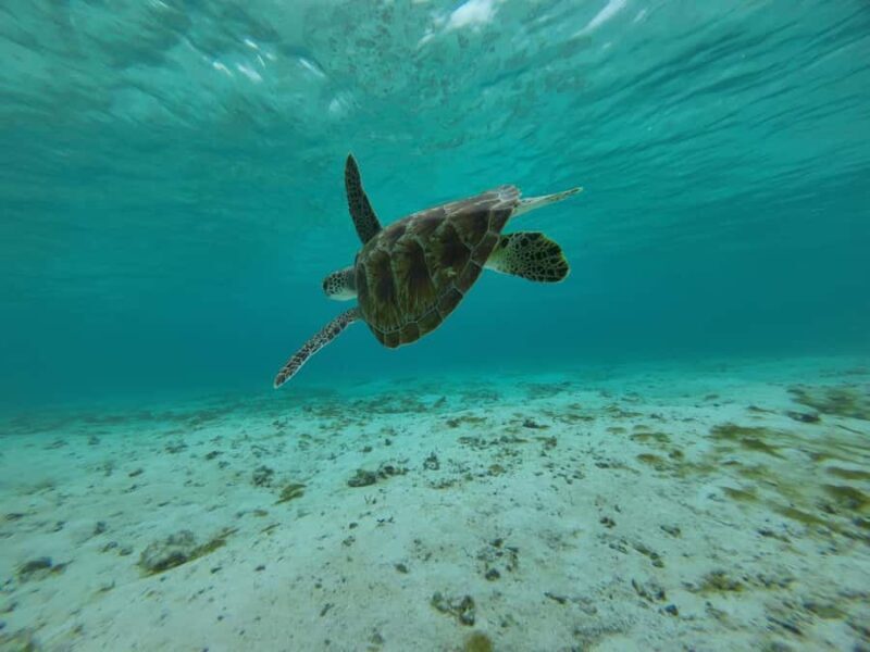 Labuan Bajo: One Day Tour to Explore Komodo National Park - Cost and Value: Does It Pay Off?
