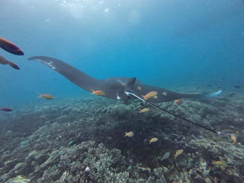 Labuan Bajo: One Day Tour to Explore Komodo National Park - Authentic Experiences and Practical Tips