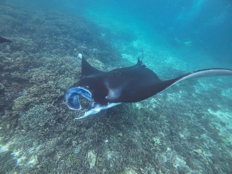 Labuan Bajo: One Day Tour to Explore Komodo National Park - FAQs