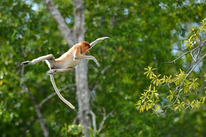 Labuk Proboscis, Sepilok, Sun Bear, Sandakan City Tour & Lunch - Who Should Consider This Tour?