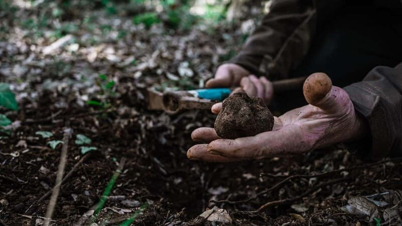 Laconi: truffle hunting excursion with lunch - Key Points