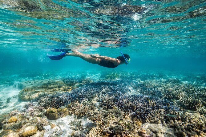 Lady Enid Sailing to Hook Island Cultural Site & Snorkelling - Analyzing the Experience: What You Can Expect