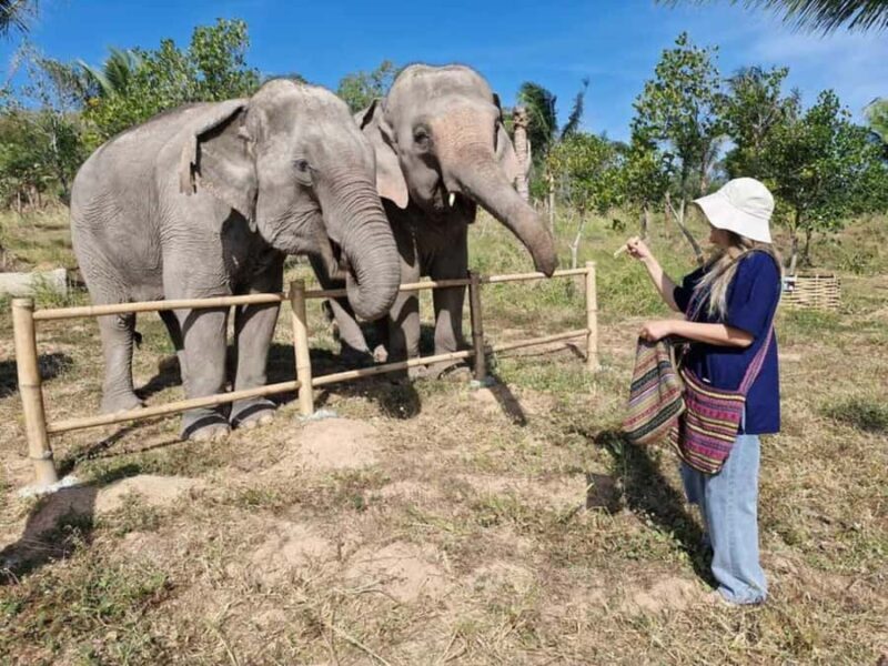 Laem Chabang Port: Sanctuary of Truth & Elephant Sanctuary - The Benefits of Choosing This Tour