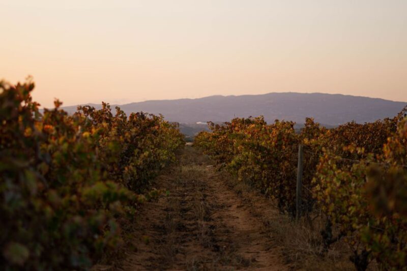 Lagoa: 2.5-Hour Vineyard Dinner with Winetasting - A Taste of Algarve: Vineyard Dinner with Winetasting in Lagoa