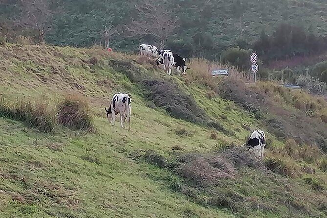 Lagoa do Fogo and Sete-Cities Full Day Tour with Lunch - Who Will Appreciate This Tour?