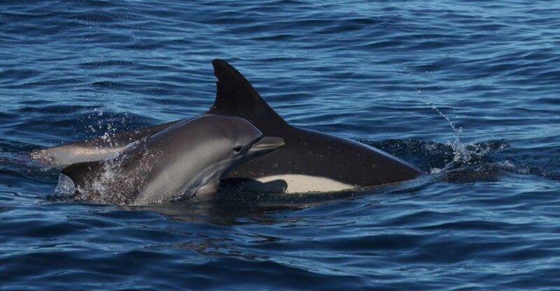 Lagoa: Dolphin Watching & Benagil Tour with Biologist Guide - Key Points