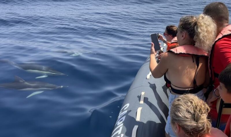 Lagoa: Dolphin Watching & Benagil Tour with Biologist Guide - Who Will Love This Experience?