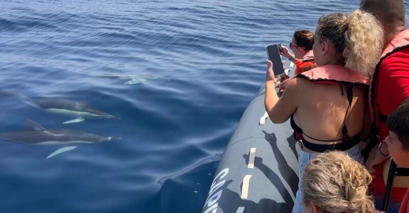 Lagoa: Dolphins Expedition with biologist guide on board - Authentic Marine Encounters: What Travelers Say