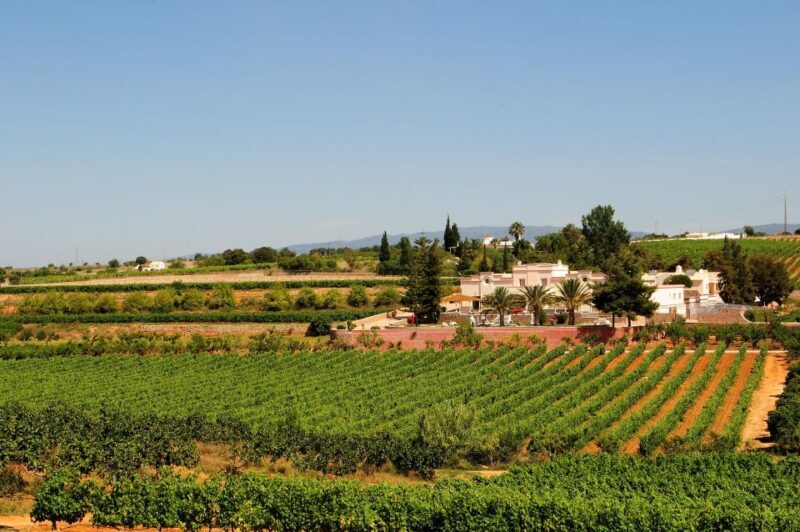 Lagoa: Guided Winery Tour and Local Wine Tasting - Final Thoughts