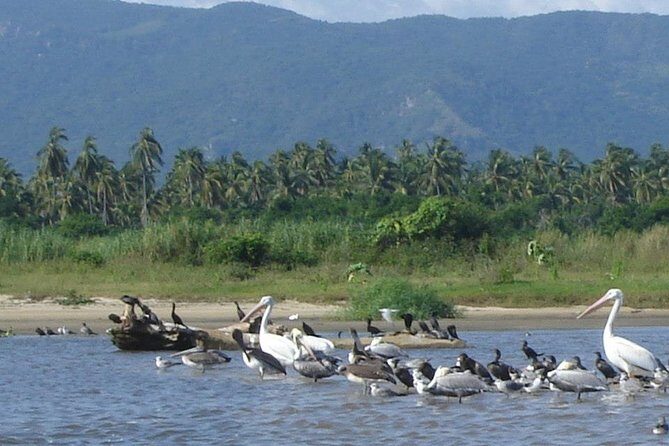 Lagoon Adventure: Jungle, Turtle Release & Cliff Diving Spectacle - Summary: Is This Tour Right for You?