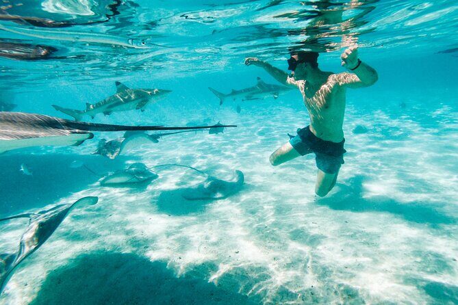 Lagoon and Wildlife Discovery on a Private Boat in Moorea - Key Points
