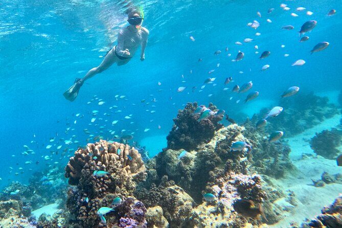 Lagoon and Wildlife Discovery on a Private Boat in Moorea - Detailed Breakdown of the Experience