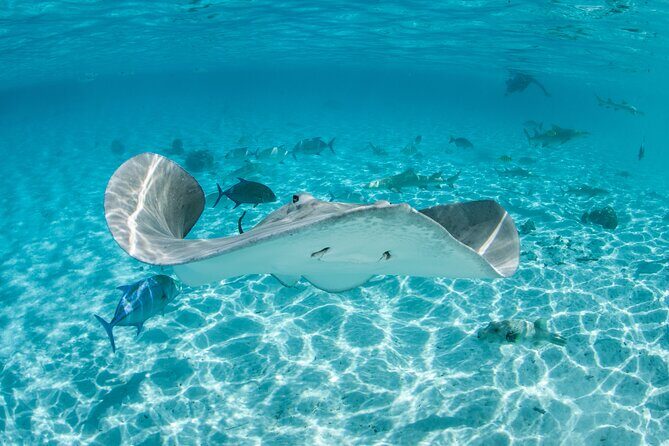 Lagoon Exploration and Snorkeling in Moorea - An Overview of the Tour Experience in Moorea’s Lagoon