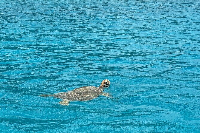 Lagoon Exploration and Snorkeling in Moorea - Why This Tour Stands Out