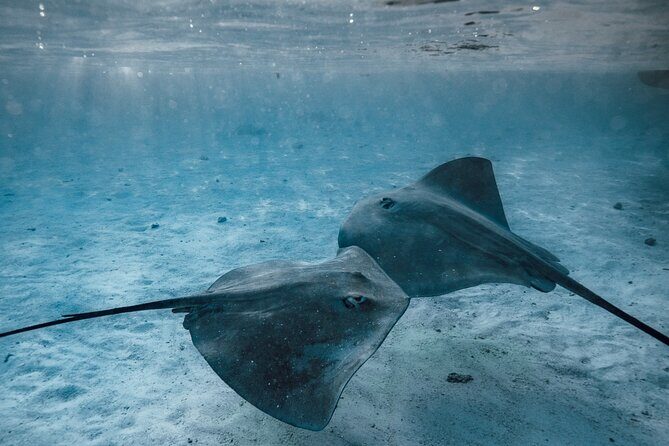 Lagoon Tour - Discover the magnificent lagoon of Moorea - Final Thoughts