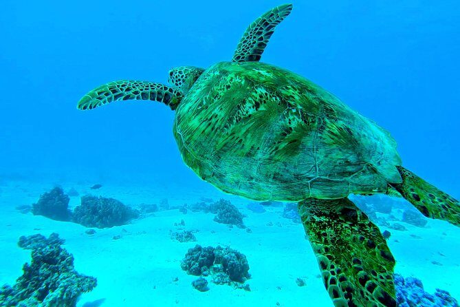 Lagoon Tour - Discover the magnificent lagoon of Moorea - An In-Depth Look at the Lagoon Tour of Moorea