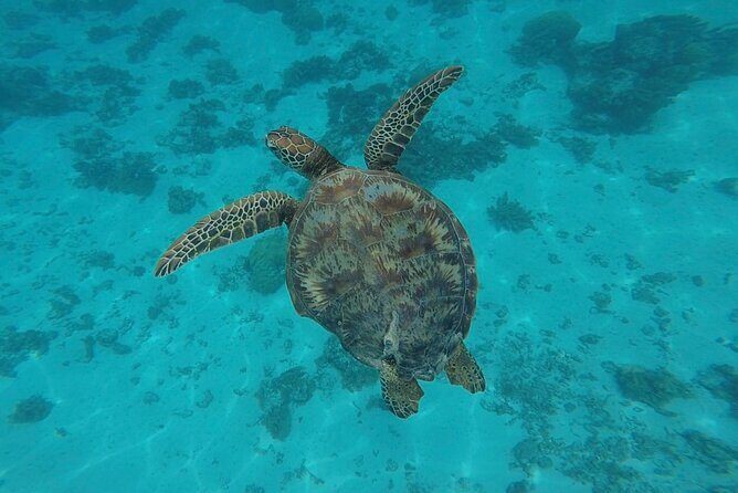 Lagoon Tour in Moorea in Small Group with Lunch - The Sum Up