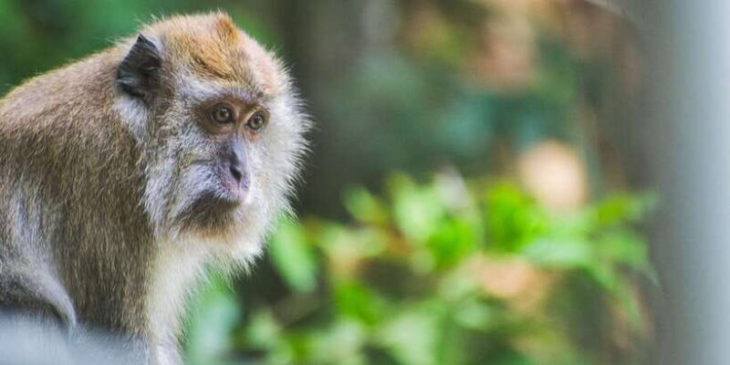 Lagoon Tour to Monkey Island in Negombo - Lagoon Tour to Monkey Island in Negombo: A Relaxing Wildlife Adventure
