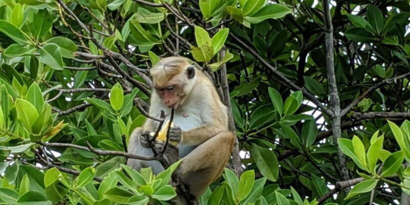 Lagoon Tour to Monkey Island in Negombo - Key Points