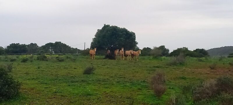 Lagos: A walk with a rescued horse at the sanctuary - Key Points: